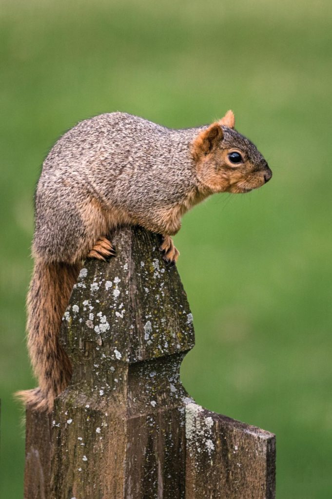 From Vast & Varied Landscapes to the Beauty in My Own Backyard | SIGMA Blog