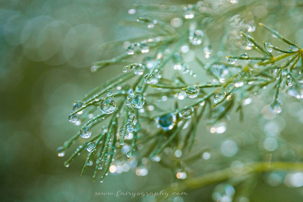 It's the Little Things: The Simple Joys of Macro Photography | SIGMA Blog