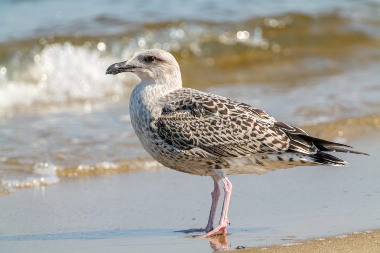 Team Tests: SIGMA Staff Tries Out the 100-400mm DG DN OS Contemporary ...