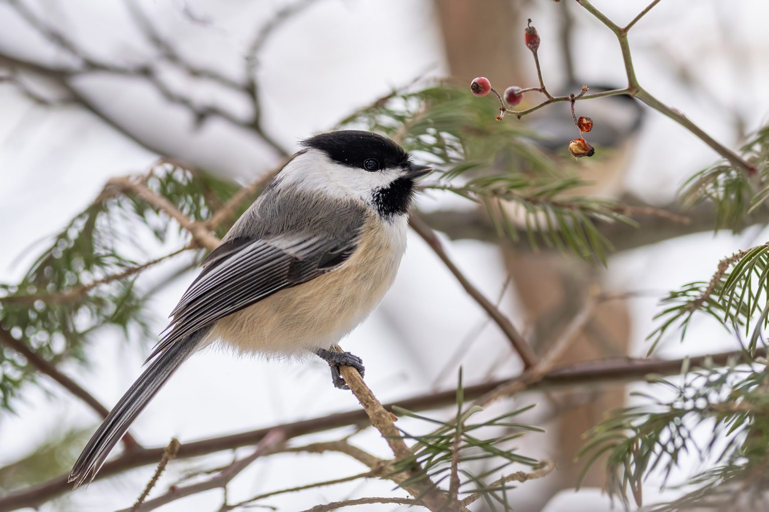 Secret Techniques for Close-Up Bird Photography with SIGMA Lenses ...
