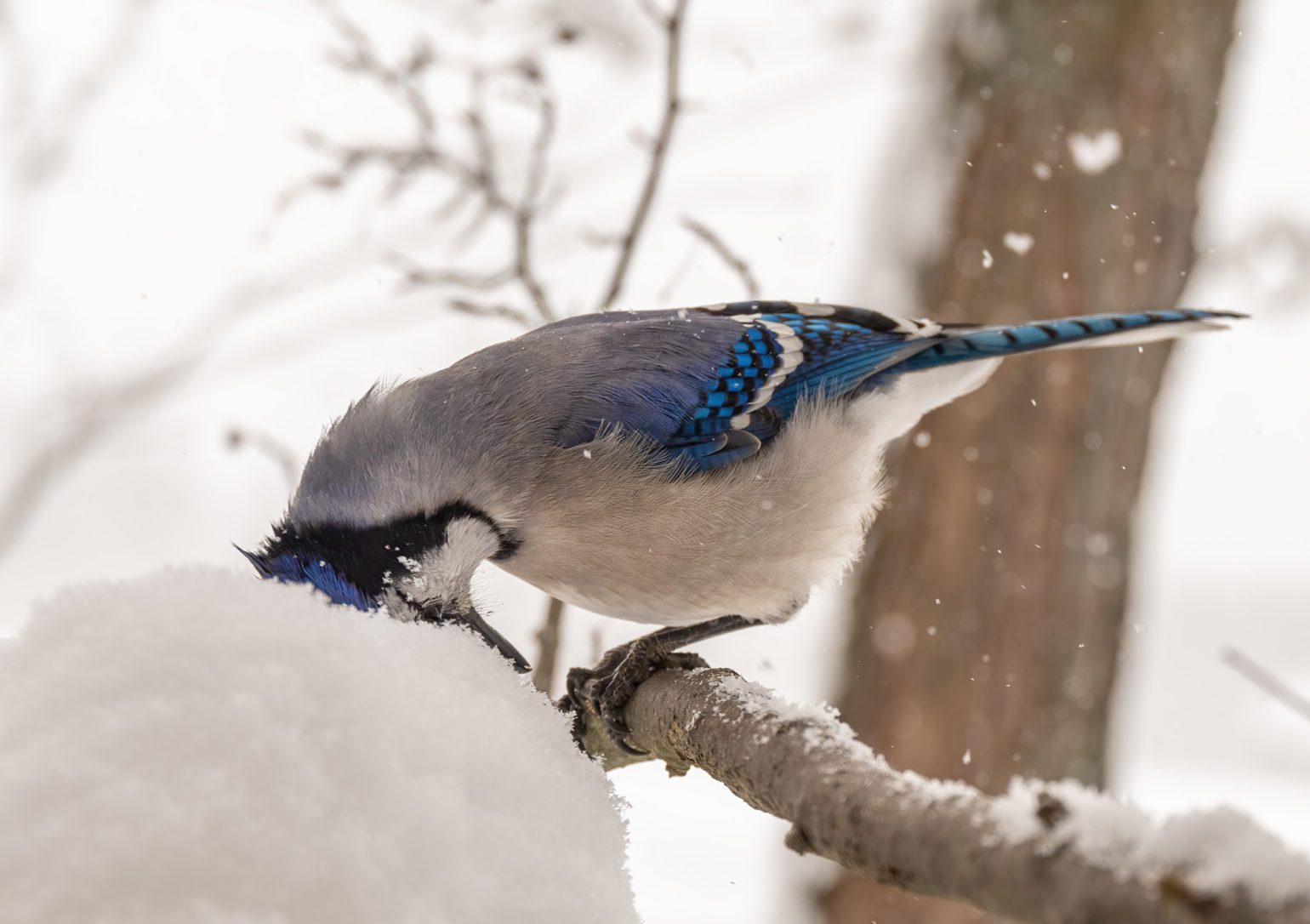 Secret Techniques for Close-Up Bird Photography with SIGMA Lenses ...