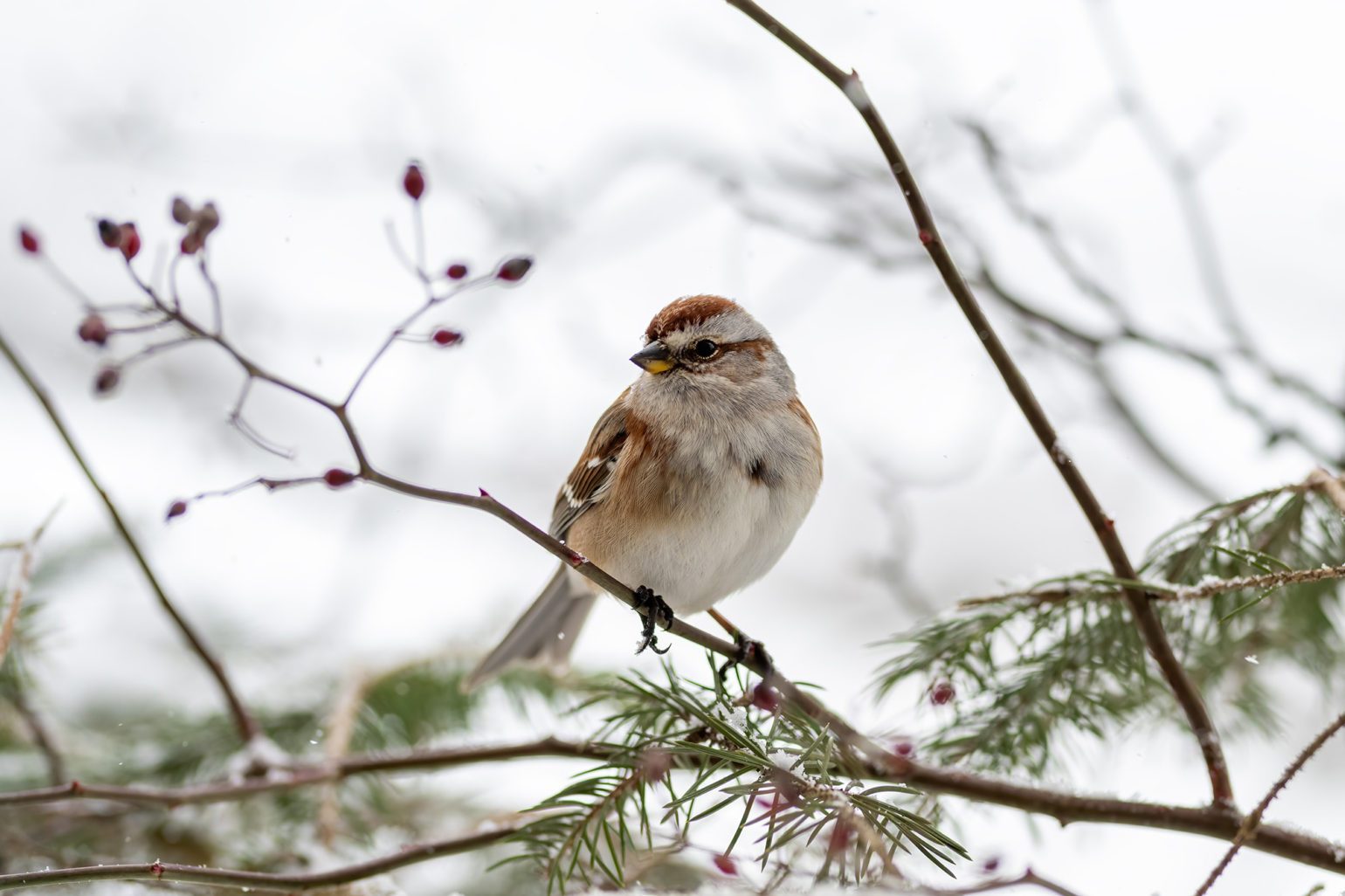 Secret Techniques for Close-Up Bird Photography with SIGMA Lenses ...