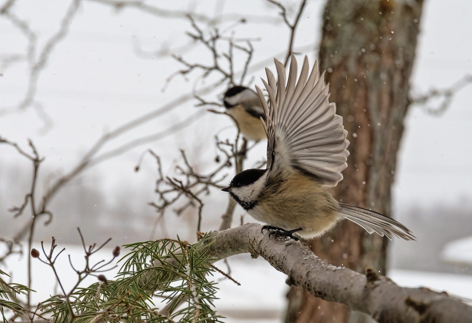 Secret Techniques for Close-Up Bird Photography with SIGMA Lenses ...