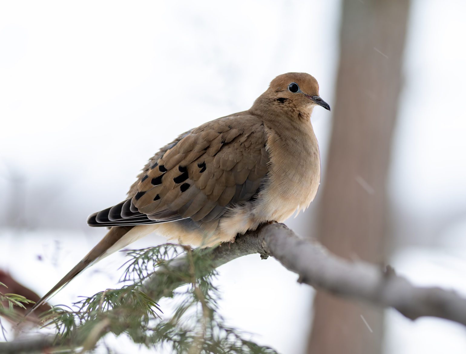 Secret Techniques for Close-Up Bird Photography with SIGMA Lenses ...
