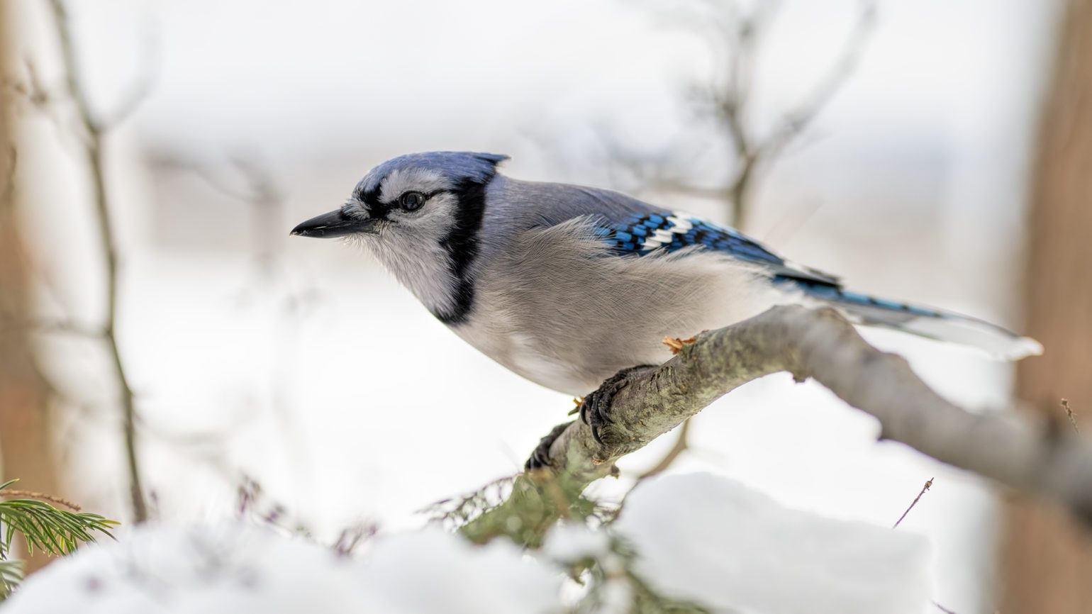Secret Techniques for Close-Up Bird Photography with SIGMA Lenses ...