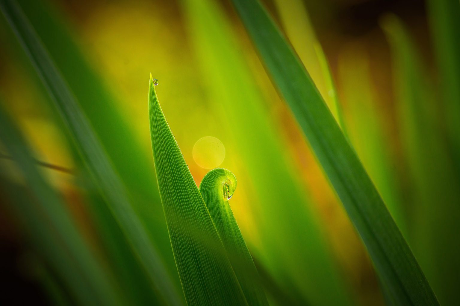 Macro Photography with a 600mm Telephoto Zoom Lens? | SIGMA Blog