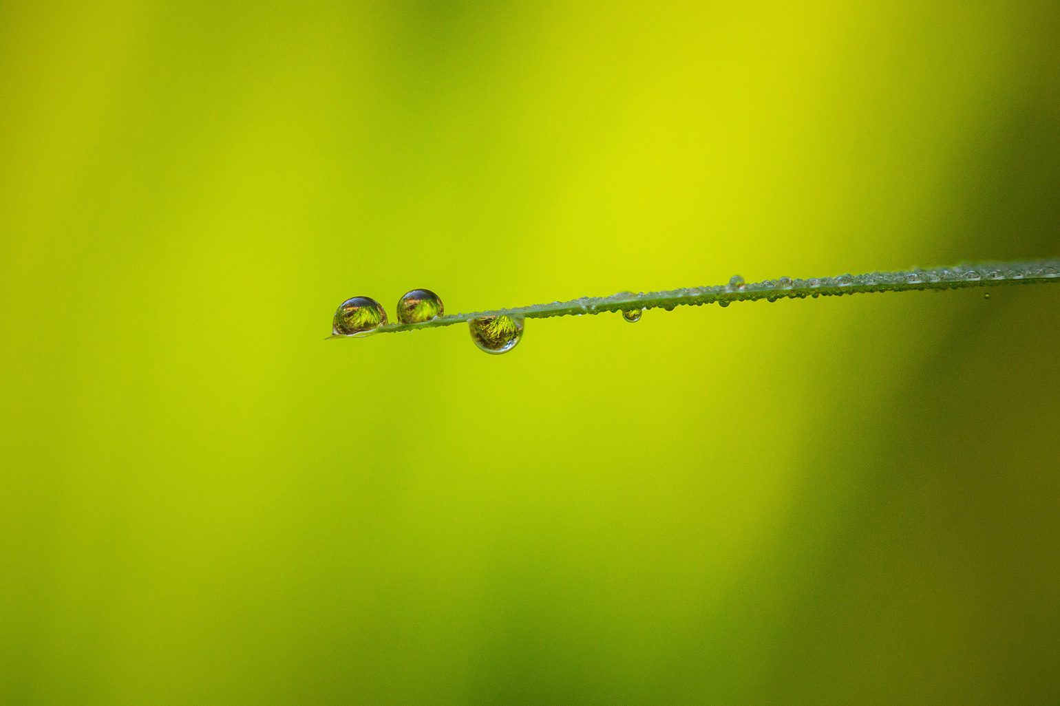 Macro Photography with a 600mm Telephoto Zoom Lens? | SIGMA Blog