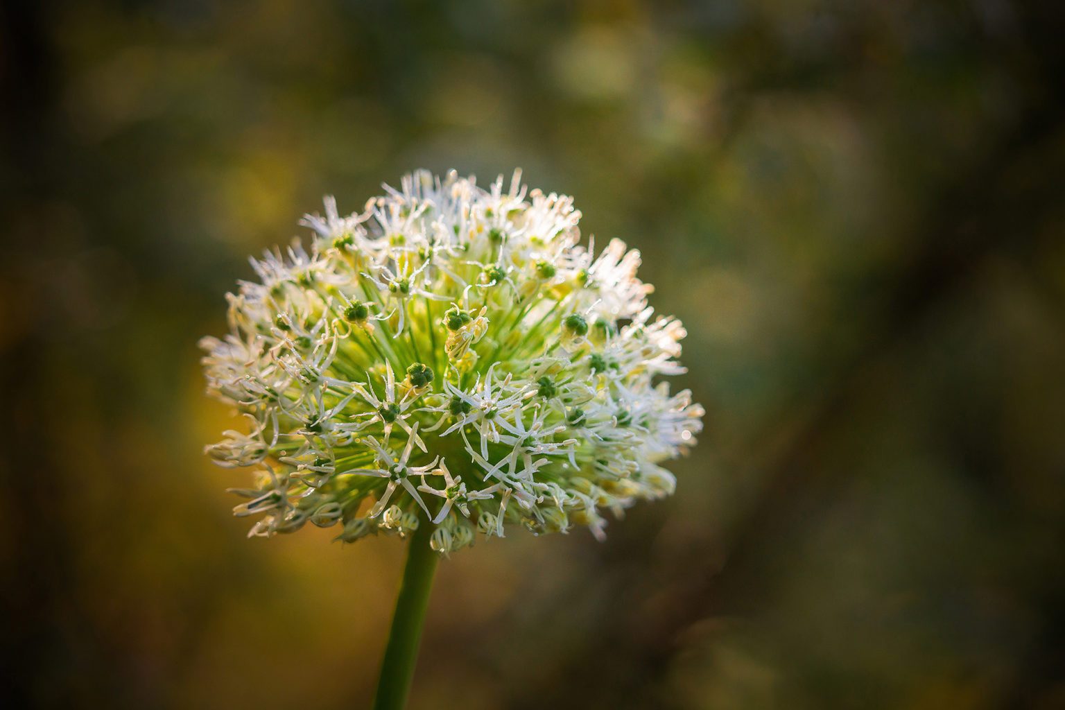 Macro Photography with a 600mm Telephoto Zoom Lens? | SIGMA Blog