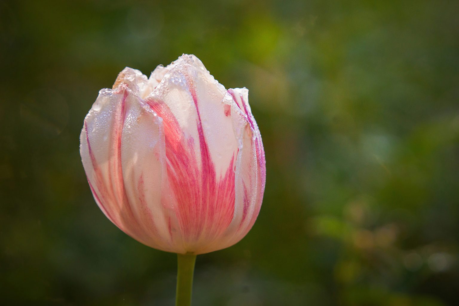 Macro Photography with a 600mm Telephoto Zoom Lens? | SIGMA Blog