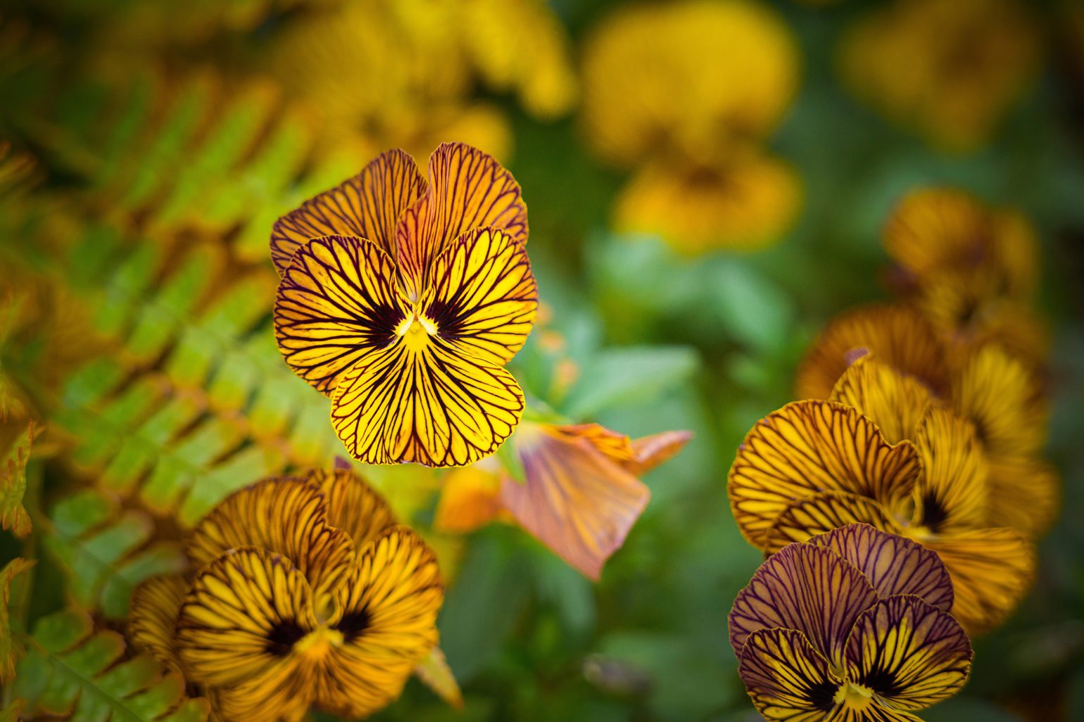 Macro Photography with a 600mm Telephoto Zoom Lens? | SIGMA Blog