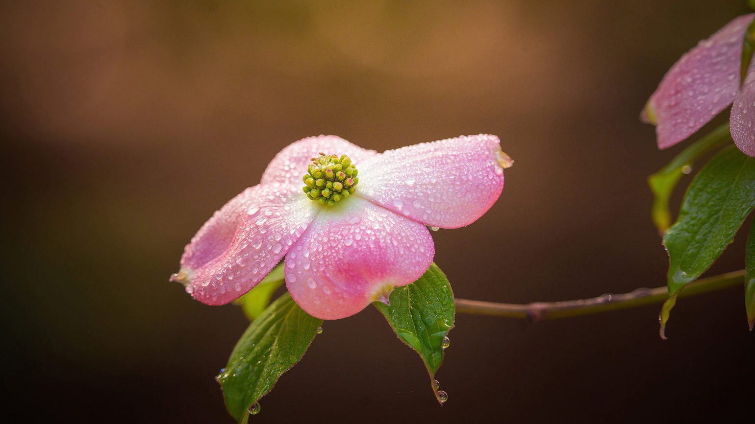 Macro Photography with a 600mm Telephoto Zoom Lens? | SIGMA Blog