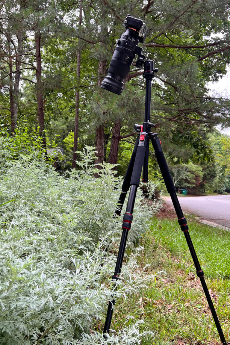 Macro Photography with a 600mm Telephoto Zoom Lens? | SIGMA Blog