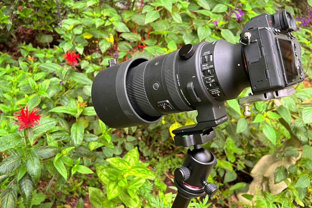 Macro Photography with a 600mm Telephoto Zoom Lens? | SIGMA Blog