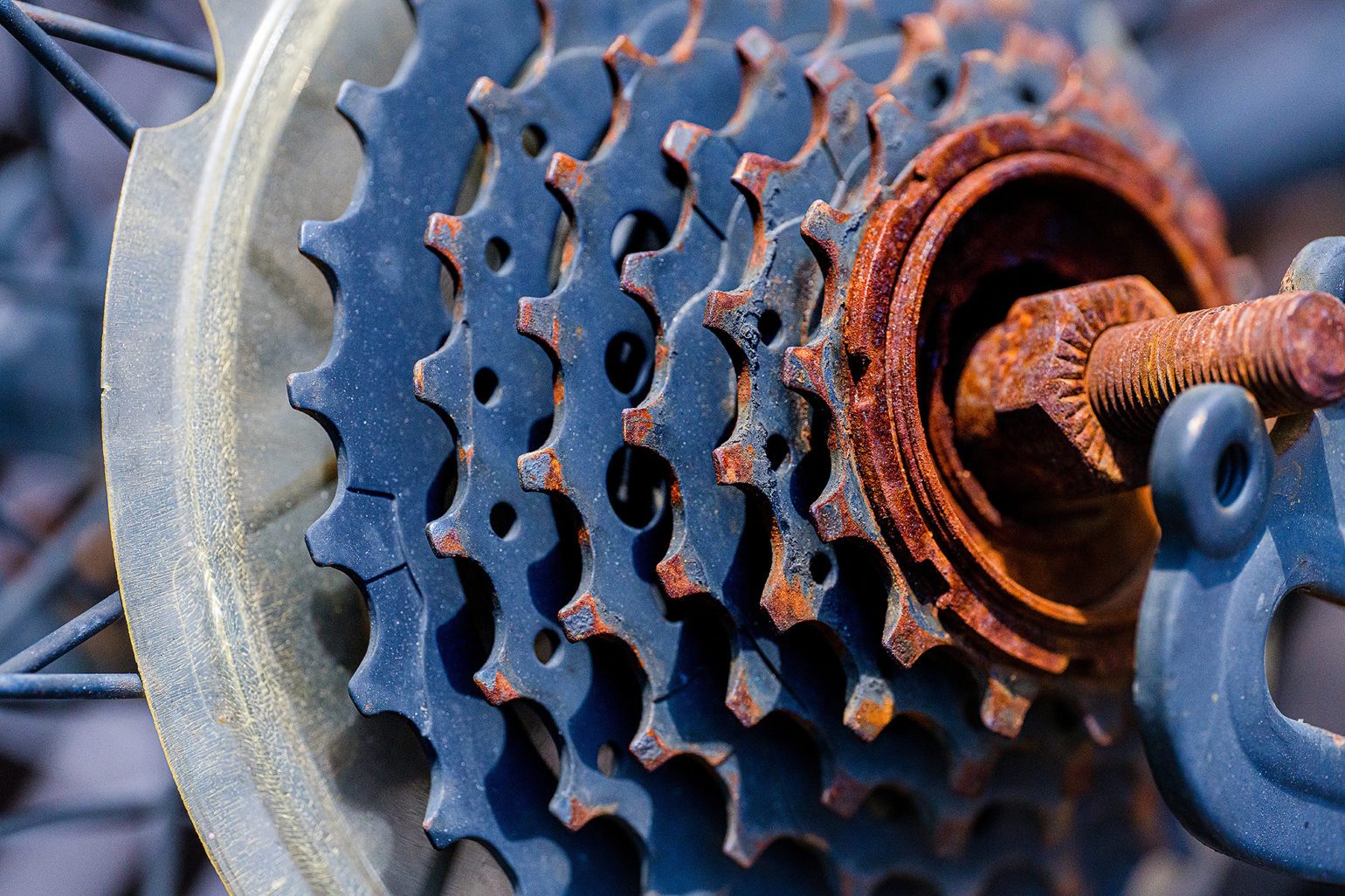 Finding Exquisite Details in NYC with the SIGMA 105mm F2.8 DG DN Macro ...
