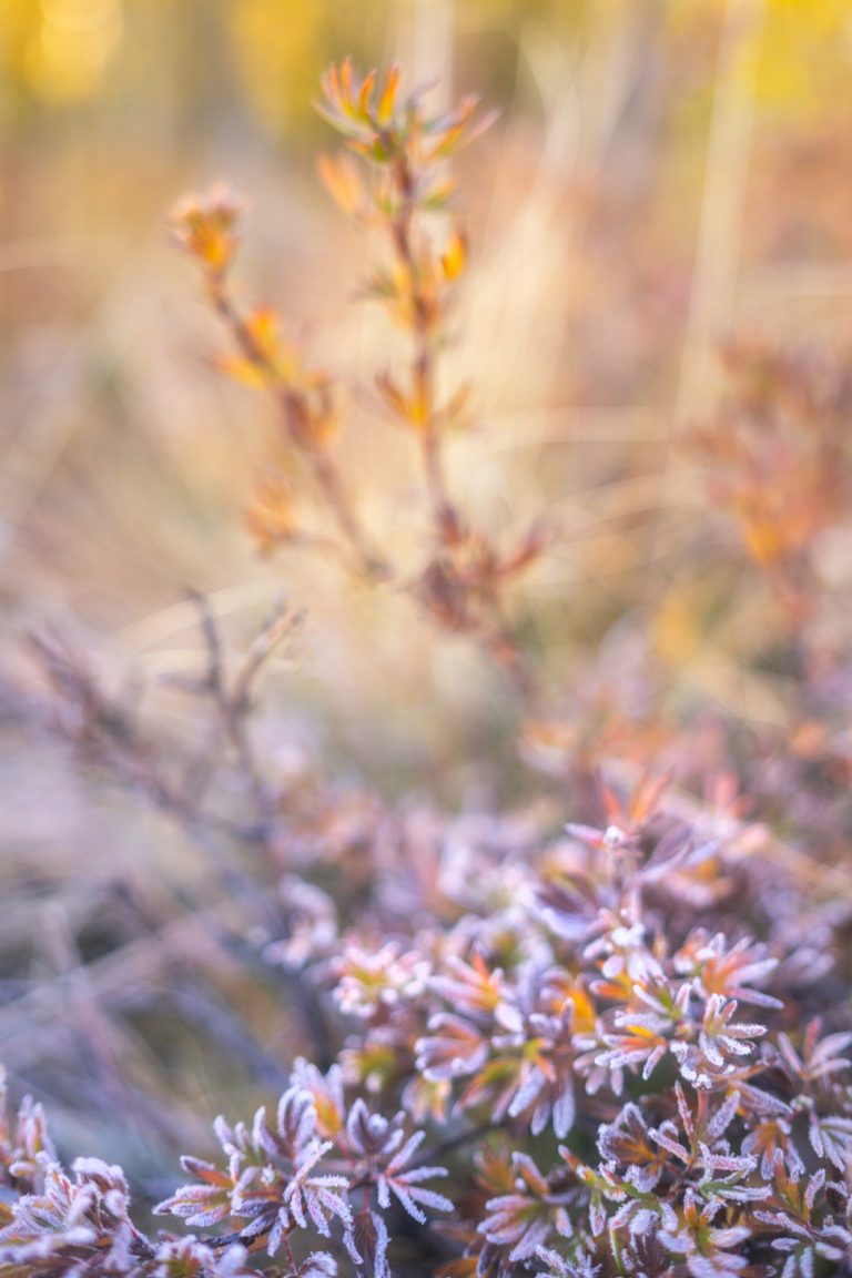 Fall Landscape Photography with the SIGMA 20mm & 24mm F1.4 DG DN Art ...