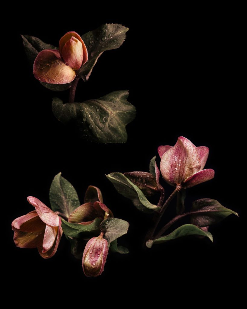 Creating Exquisite Digital Collages with the SIGMA 70mm F2.8 DG Macro ...