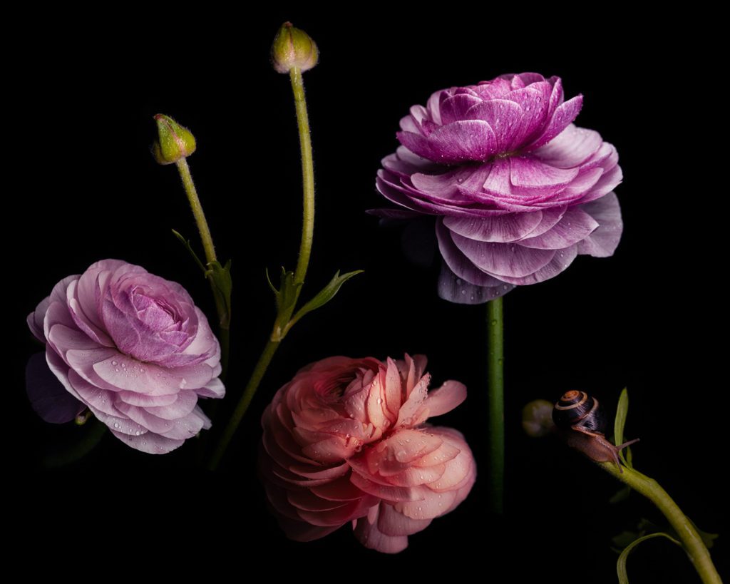 Creating Exquisite Digital Collages with the SIGMA 70mm F2.8 DG Macro ...