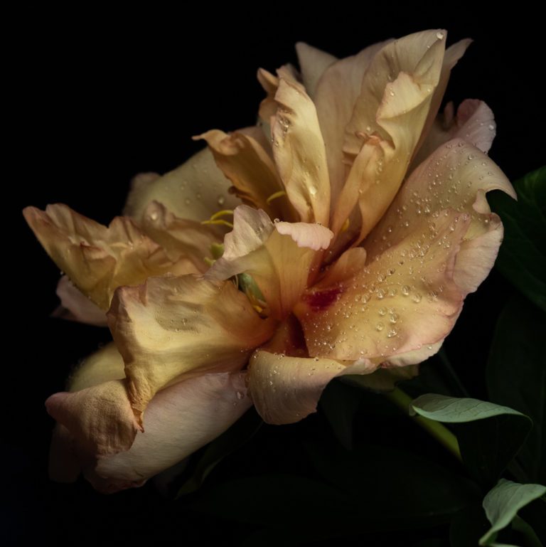 Creating Exquisite Digital Collages with the SIGMA 70mm F2.8 DG Macro ...