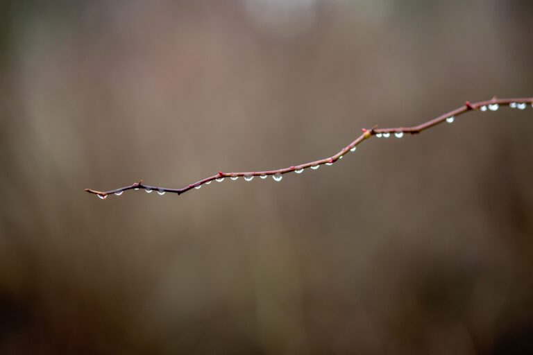 First Look: SIGMA DC DN Prime Lenses for Nikon Z mount | SIGMA Blog