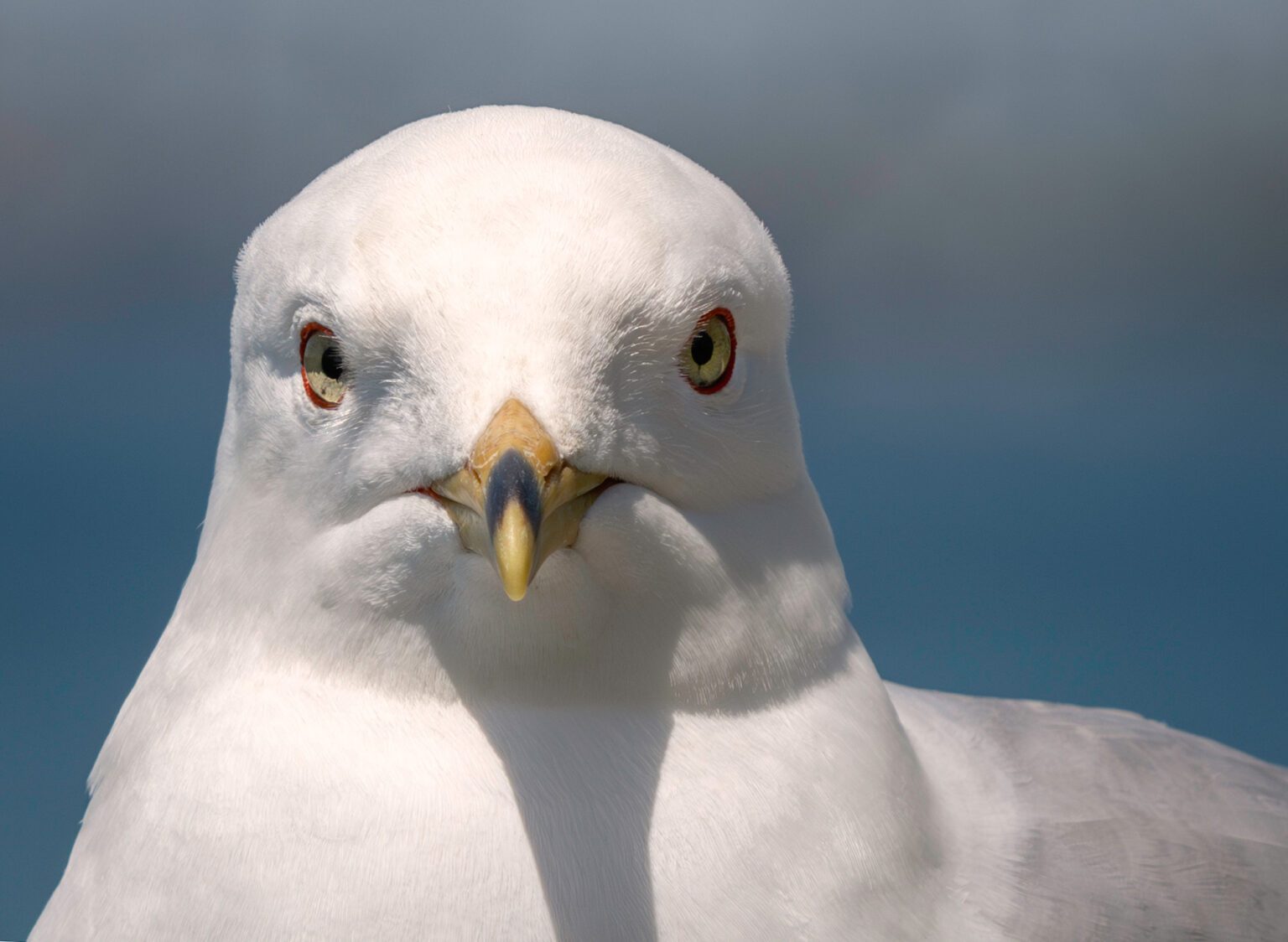 Steady As She Goes: Photographing Wildlife with SIGMA's OS2 Optical ...