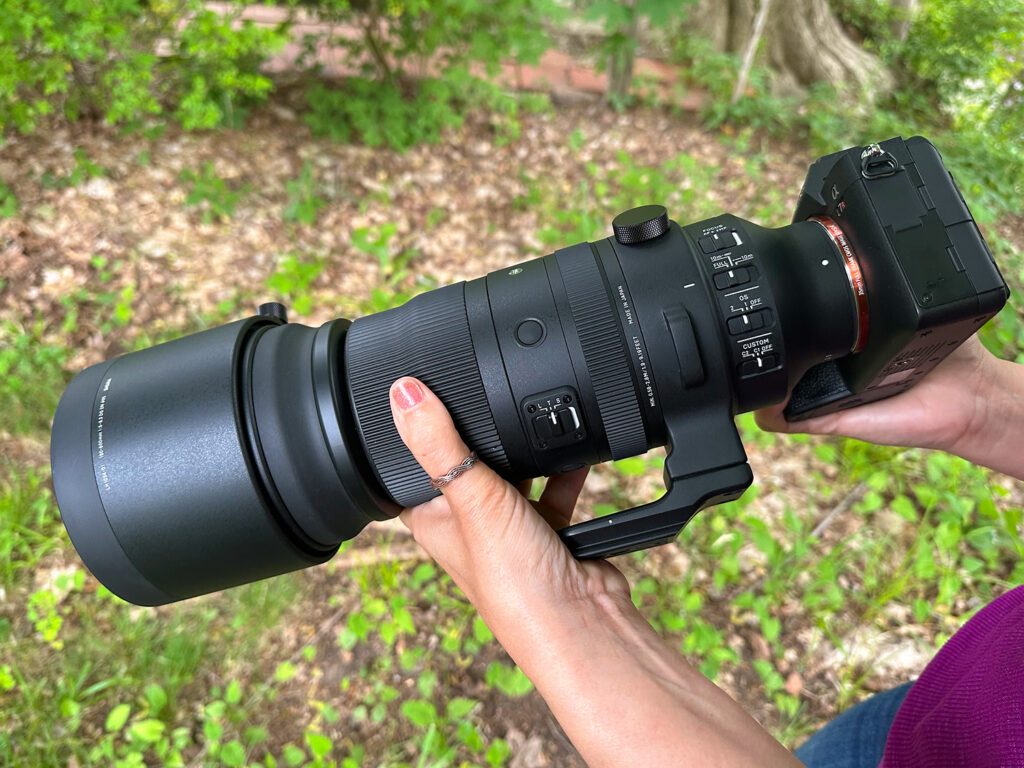 Steady As She Goes: Photographing Wildlife with SIGMA's OS2 Optical ...