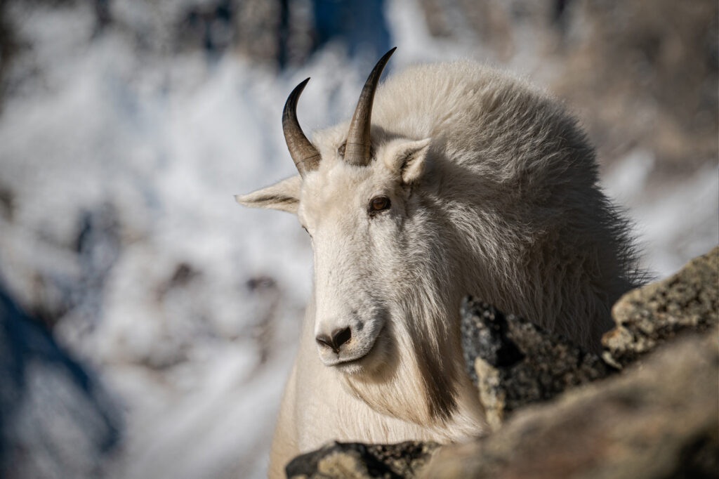 Now for Fujifilm X Mount: SIGMA 100-400mm F5-6.3 DG DN OS | Contemporary Lens | SIGMA Blog