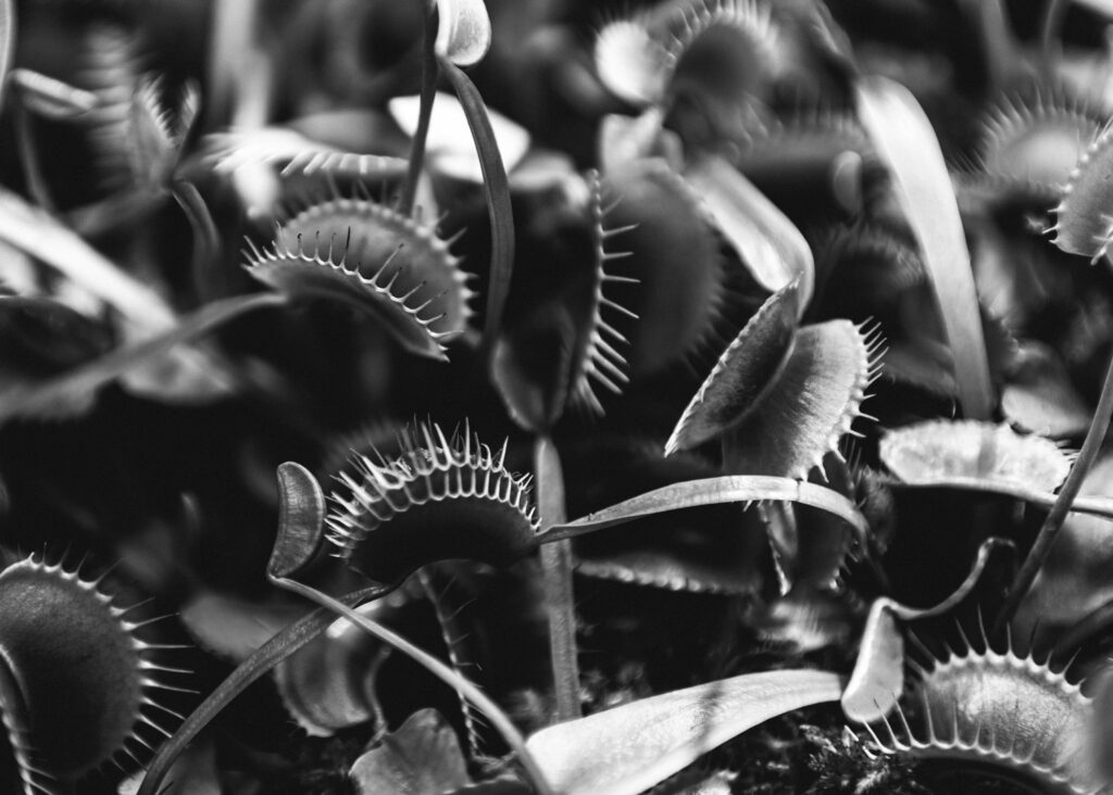 Photographing the World's Biggest (and Smelliest) Flower with the SIGMA ...