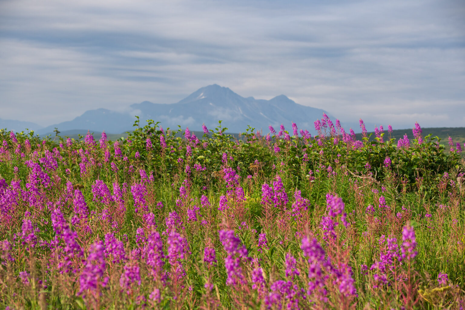 Brown Bear Photography in Alaska with the SIGMA 60-600mm DG DN OS ...