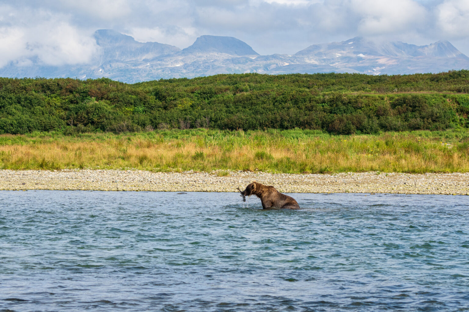 Brown Bear Photography in Alaska with the SIGMA 60-600mm DG DN OS ...