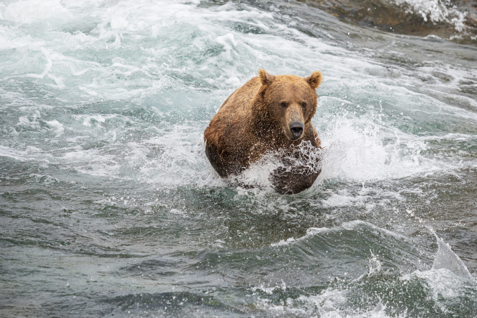 Brown Bear Photography in Alaska with the SIGMA 60-600mm DG DN OS ...