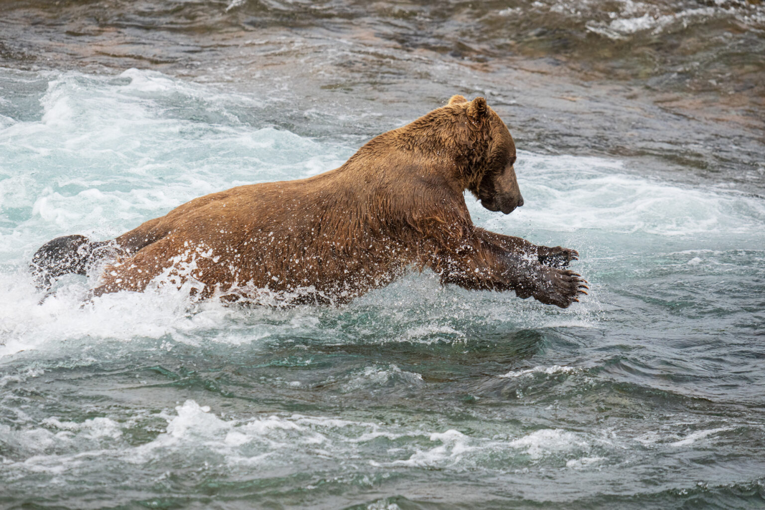 Alaska, WIldlife, brown bears, landscapeAlaska Brown Bears with 60-600 ...