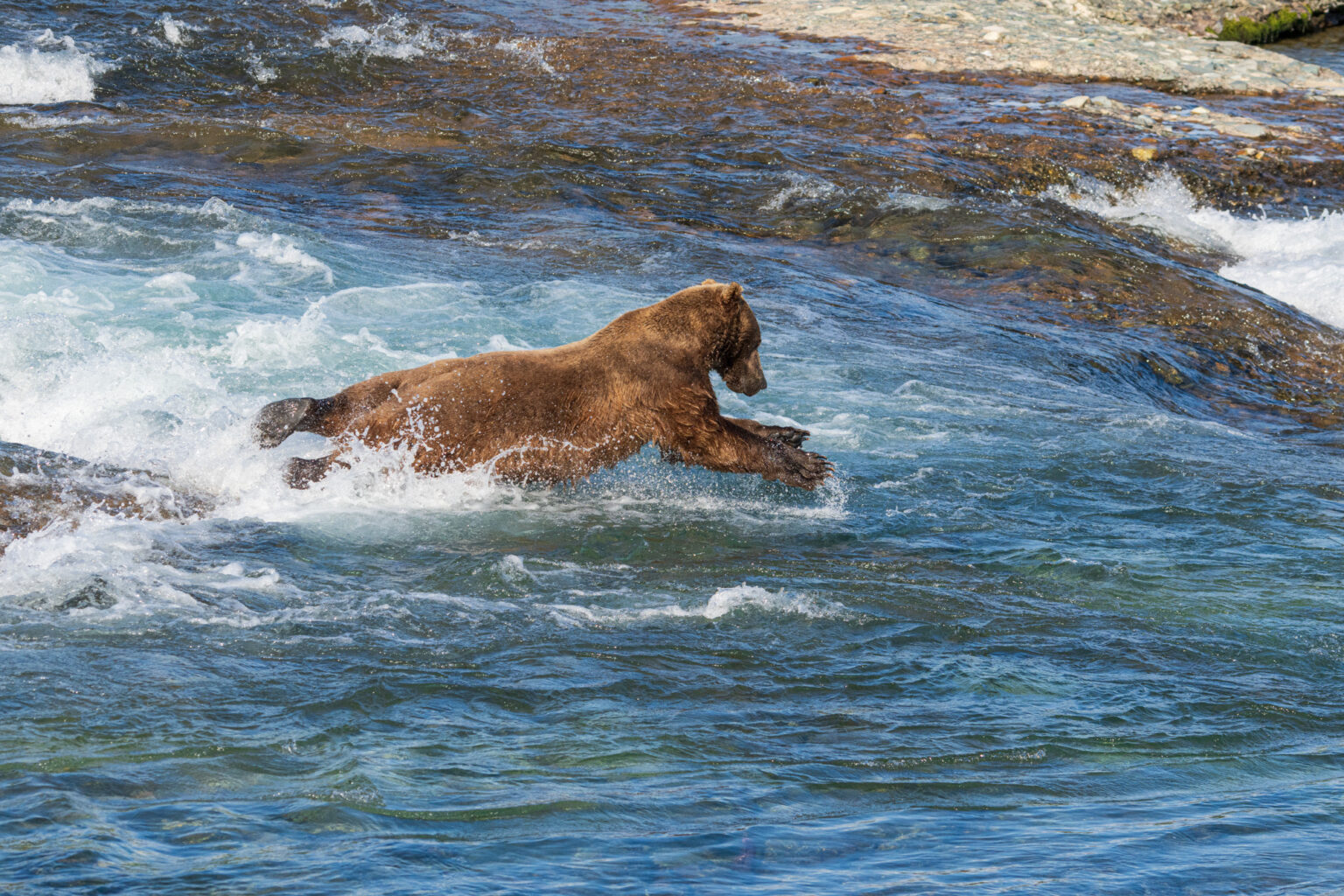 Brown Bear Photography in Alaska with the SIGMA 60-600mm DG DN OS ...