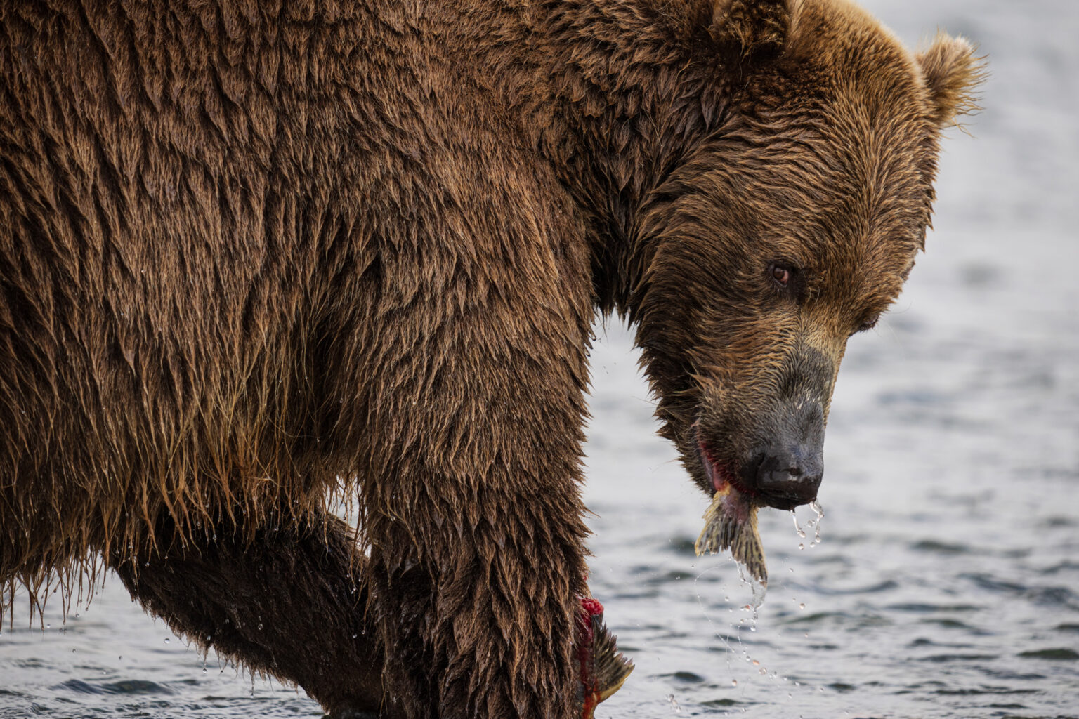 Brown Bear Photography in Alaska with the SIGMA 60-600mm DG DN OS ...
