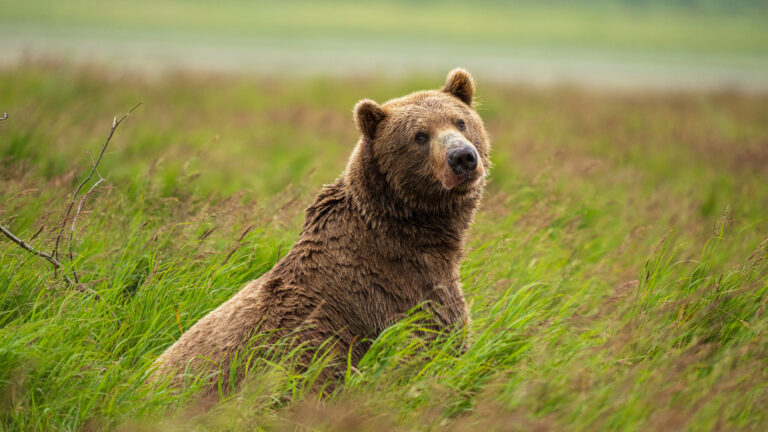 SIGMA Corporation of America | SIGMA Corporation of America