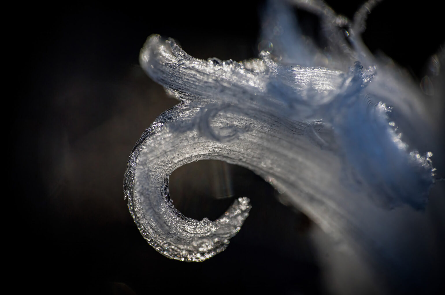 Need a Creative Pick-Me-Up? Macro Photography Is Always In Season ...