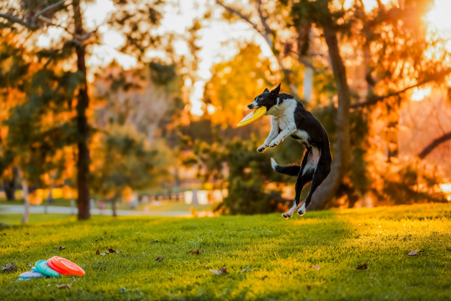 Disc Dog Challenge with the SIGMA 70-200mm F2.8 DG DN OS Sports Lens ...