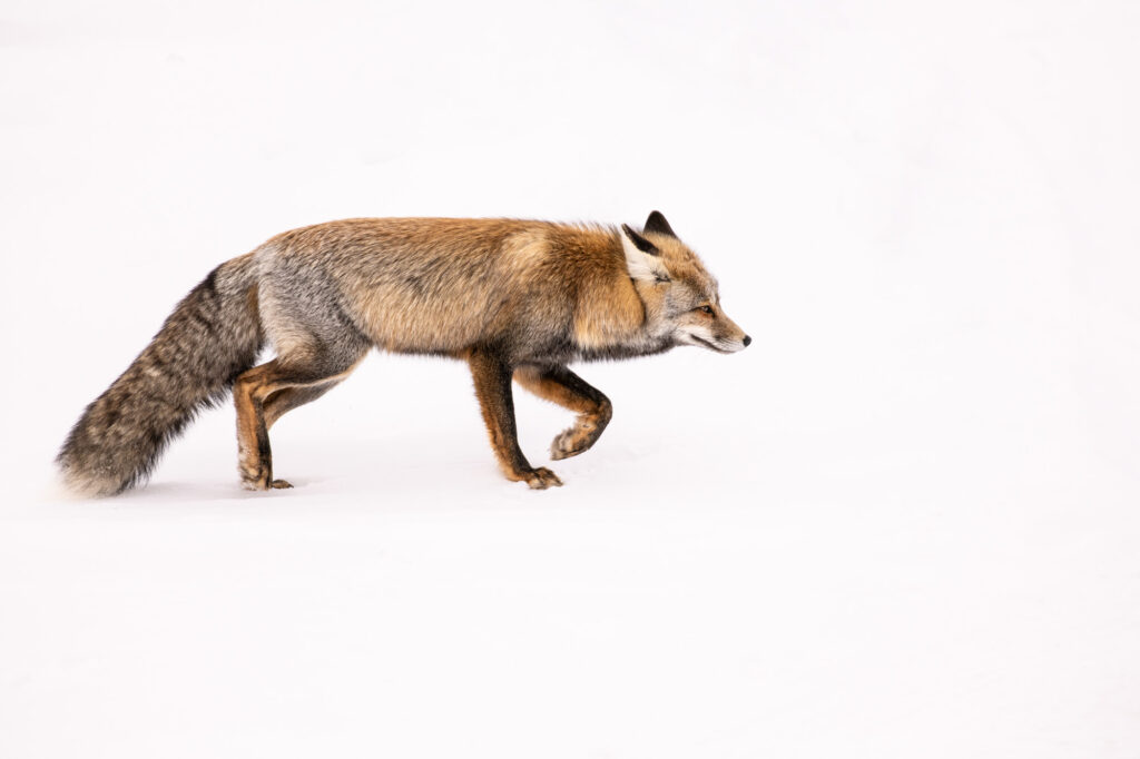 Adapting SIGMA Lenses to Nikon Z Cameras at Grand Teton National Park ...