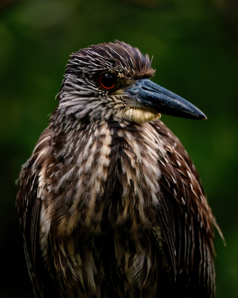 Wild Things Within Reach: SIGMA 500mm F5.6 DG DN OS Sports Lens for ...