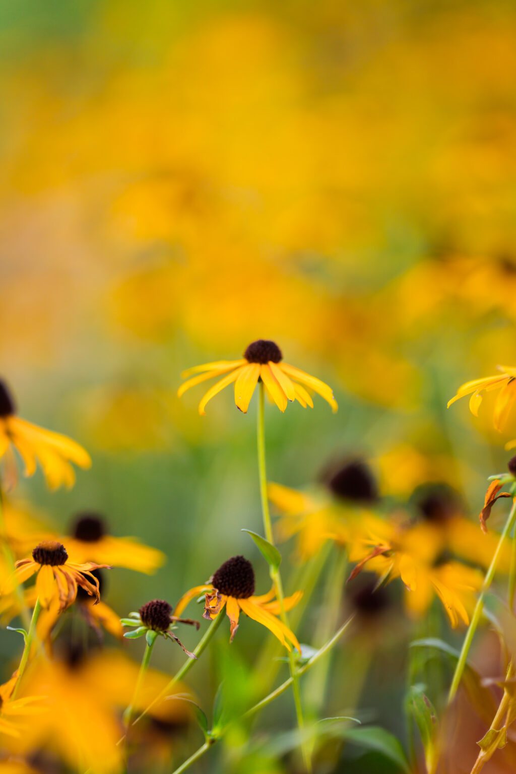 First Impressions: Sigma 135mm F1.4 DG Art Lens for Portrait ...
