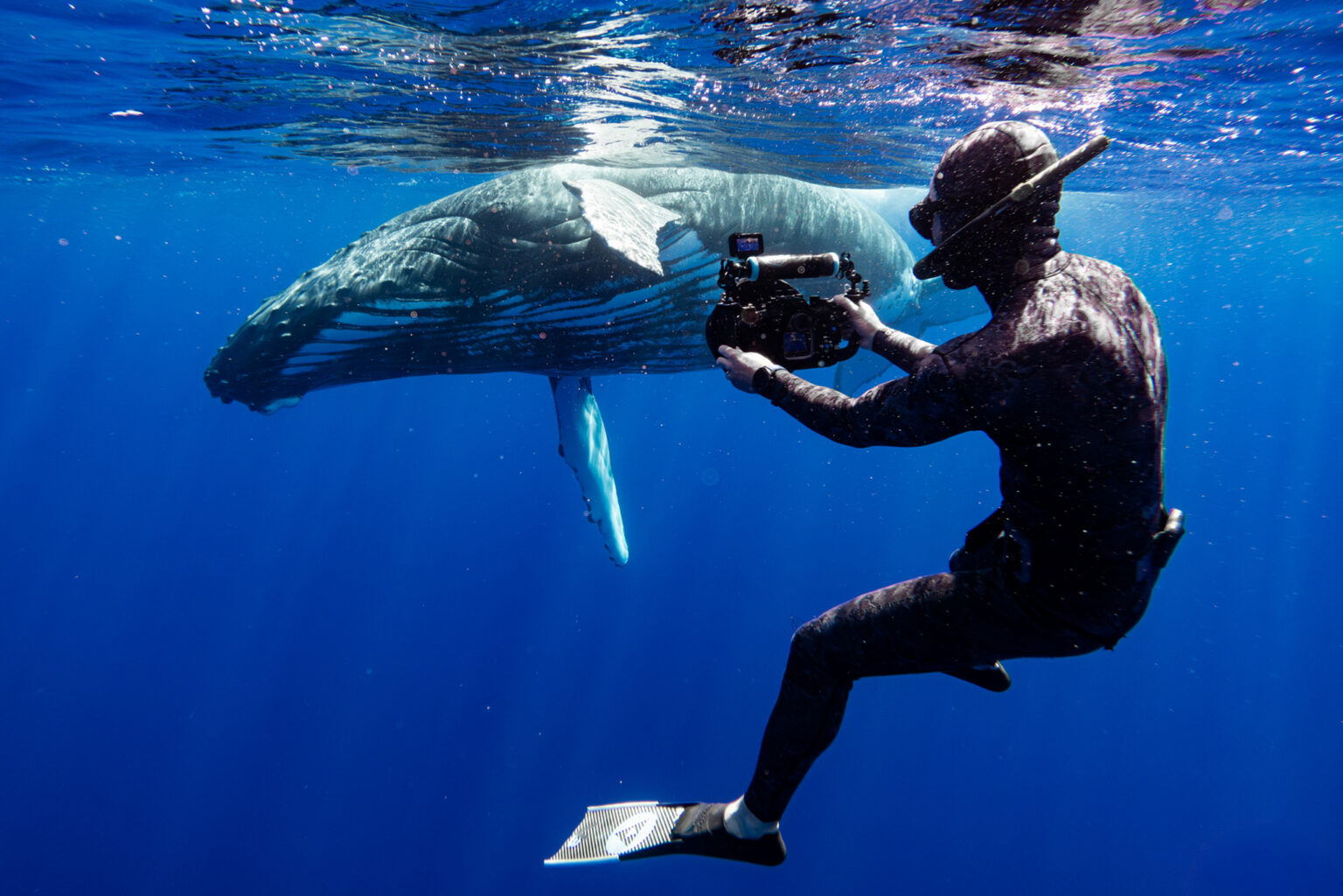 A Lens for Giants: Photographing Whales with the Sigma 15mm F1.4 DG DN ...