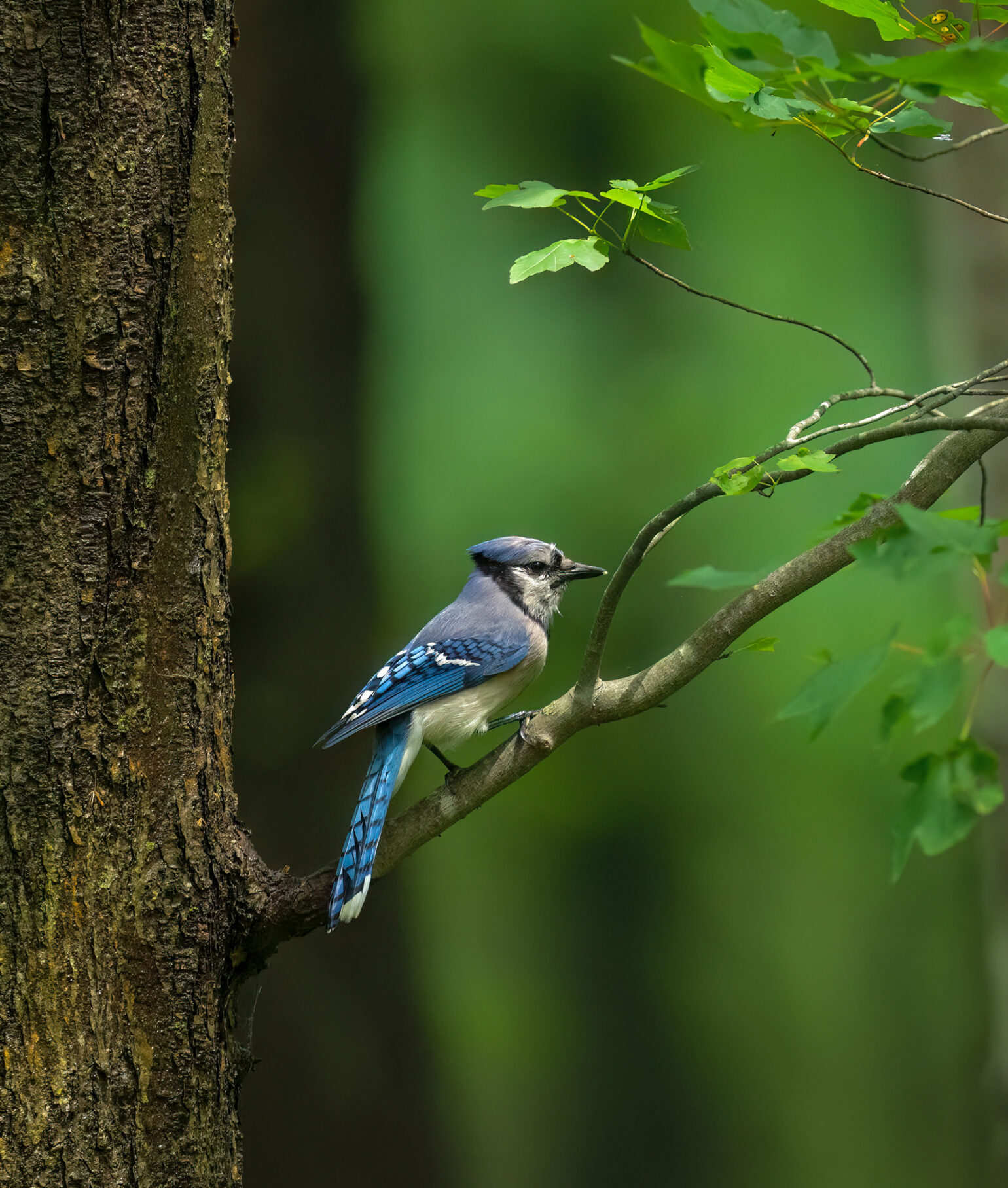 The Powerful, One-of-a-Kind Sigma 300-600mm F4 DG OS Sports Lens ...